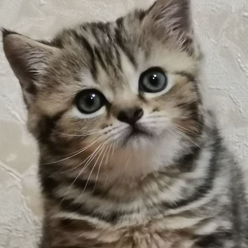 Британские котята
