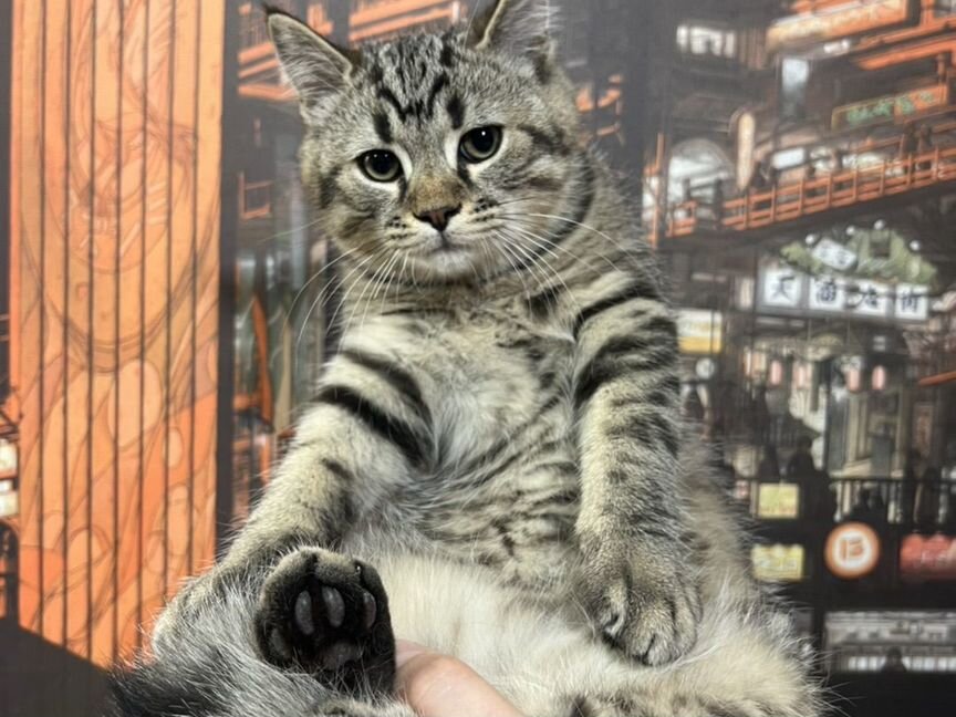 Котенок манчкин с длинными лапками