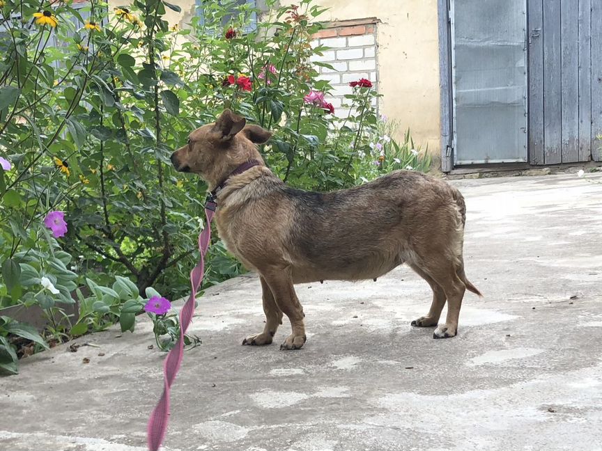 Отдам в добрые руки маленькую собачку