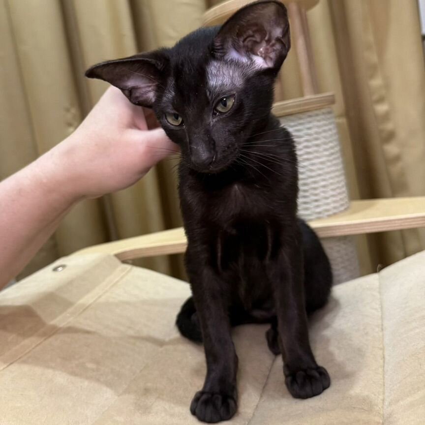 Ориентальный котёнок