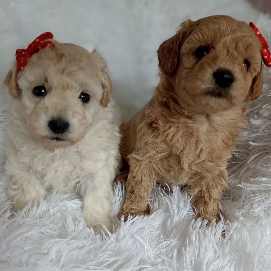 Мальтипу, щенок