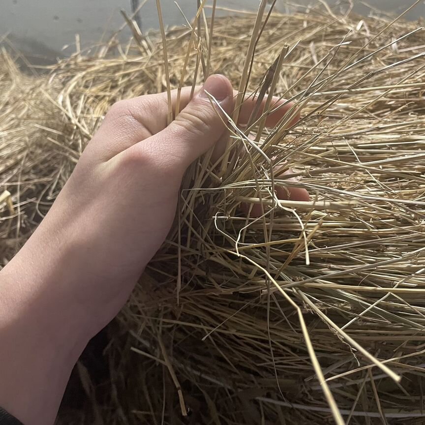 Сено в тюках 25кг