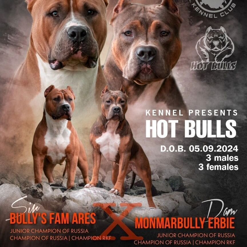 Американский булли xl