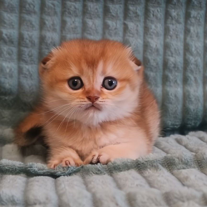 Шотландский вислоухий короткошёрстный котёнок