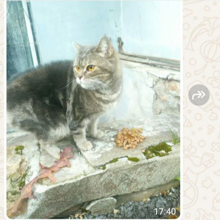 Шотландец, кот-потеряшка