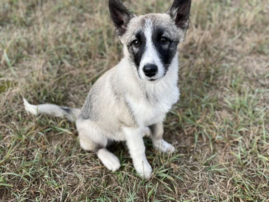 Метис лайки щенок 3,5 месяца в добрые руки