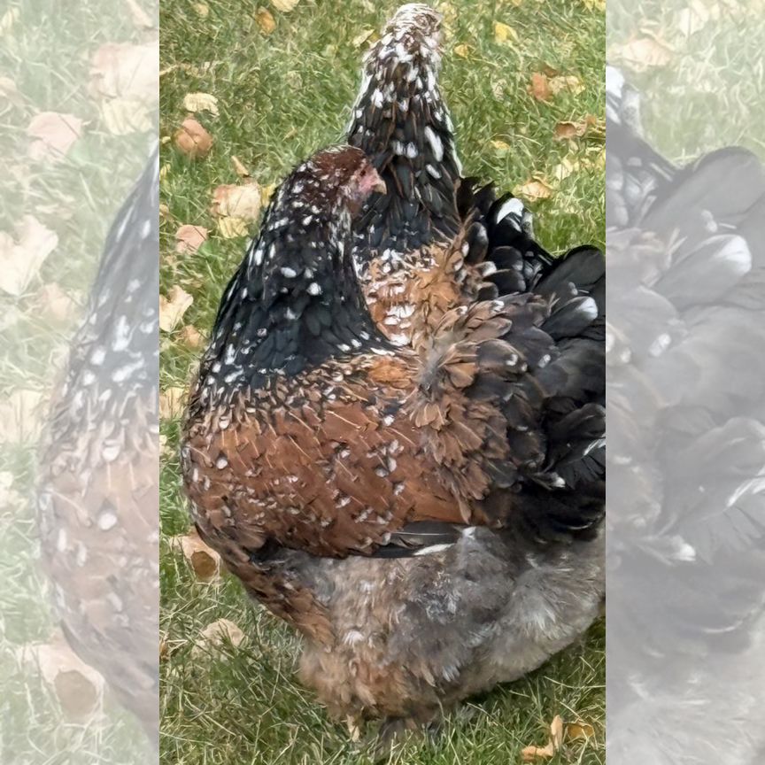 Куры породы брама