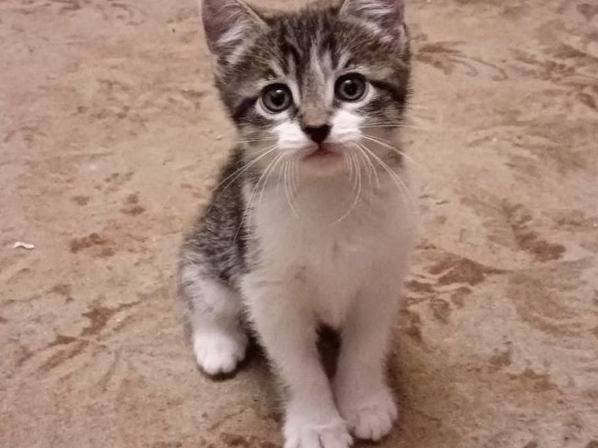 Спасённый котёнок мальчик в дар