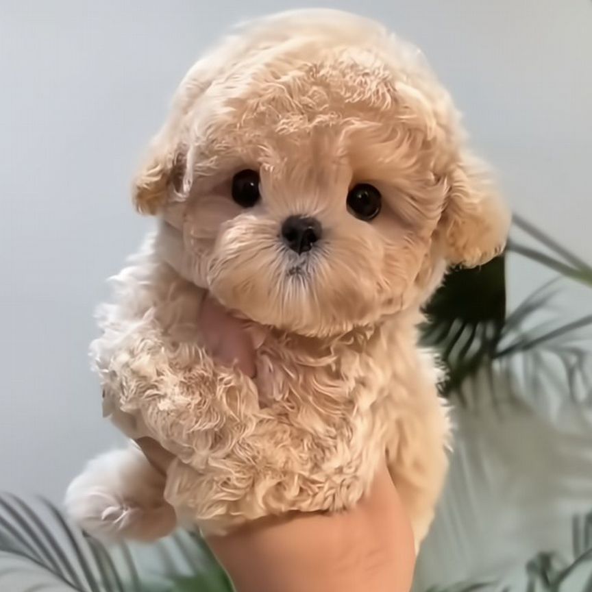 Мальтипу, щенок