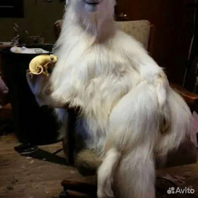 Козлы на племя и мясо-кастраты