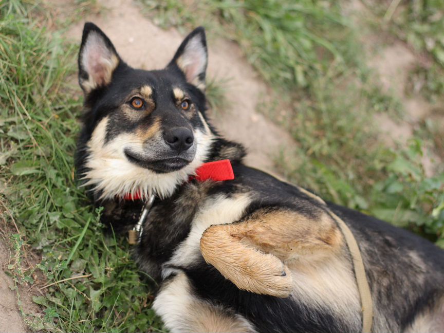 Медвежонок Балу-красив от ушек до хвоста, в дар