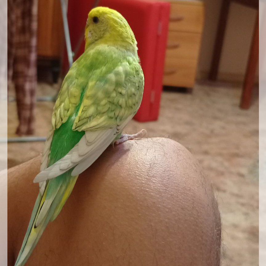 Волнистые попугаи