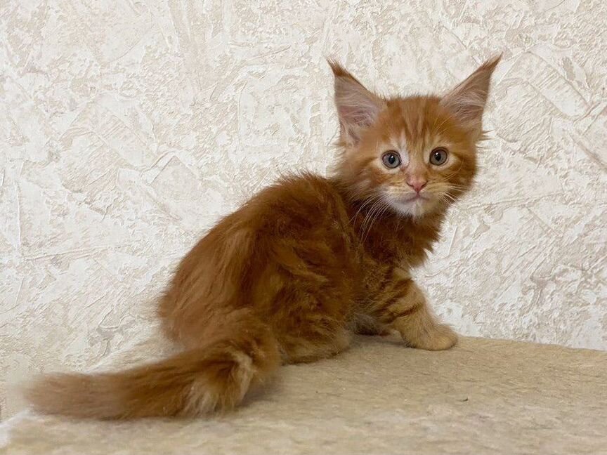 Мейн-кун котёнок-кот красный мрамор