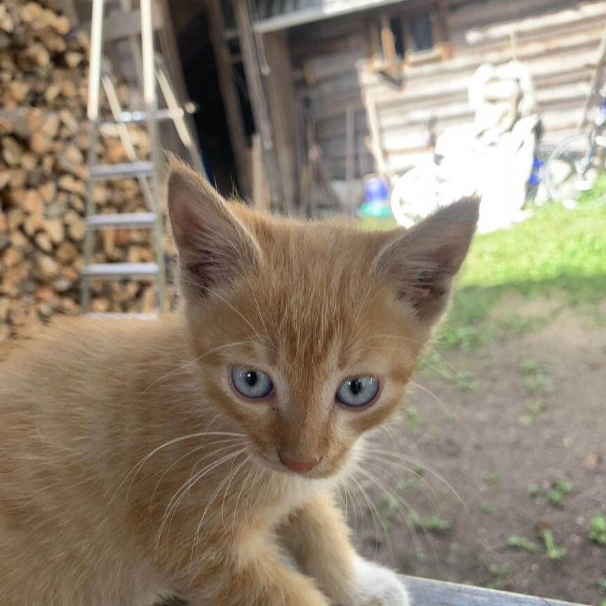 Кот в добрые руки даром