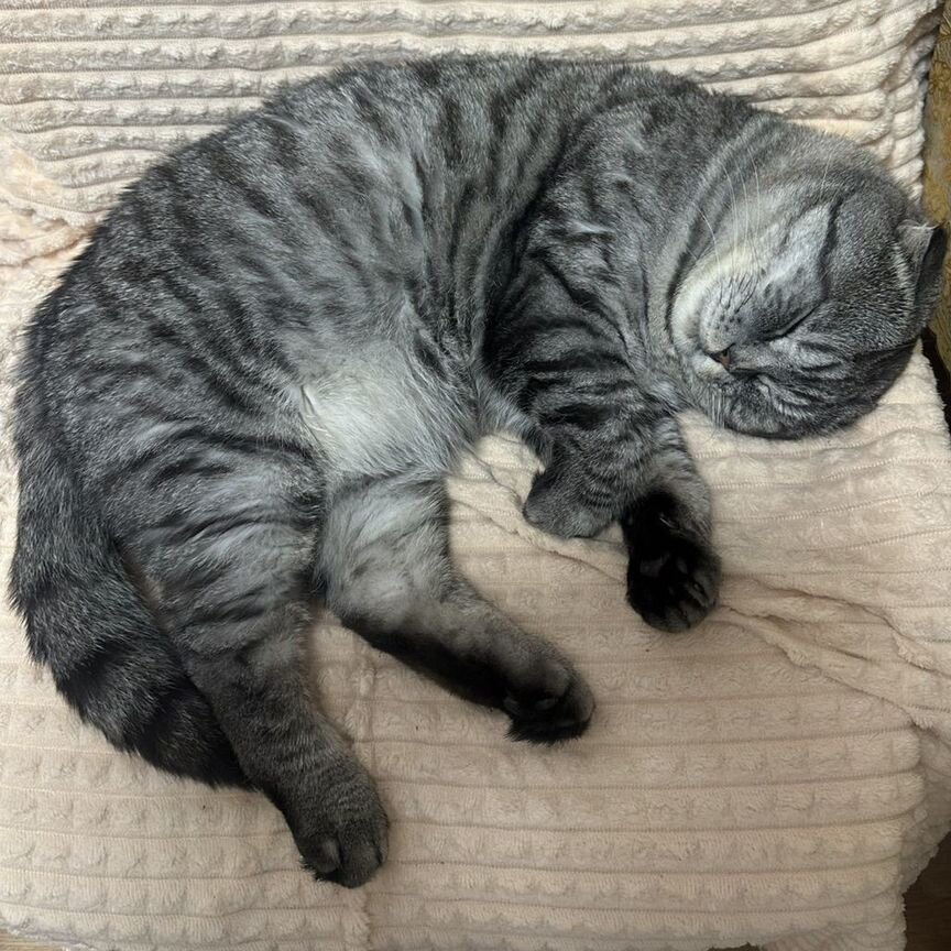 Шотландский вислоухий длинношёрстный кот, взрослый