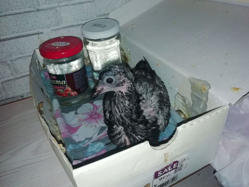 Птенец голубя