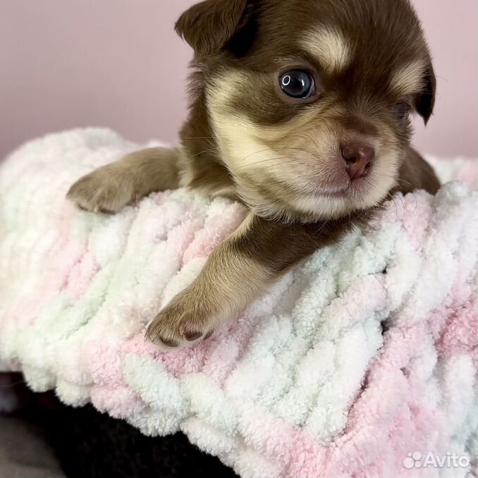 Щенок чихуахуа плюшевый мишка