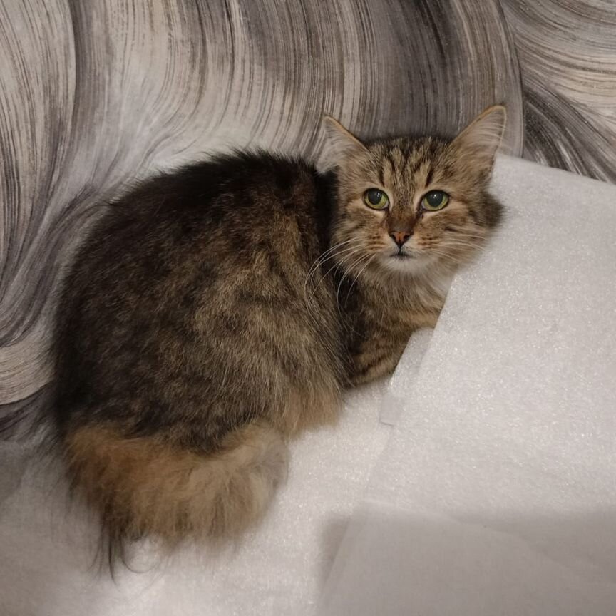 Кошка в дар бесплатно пушистая