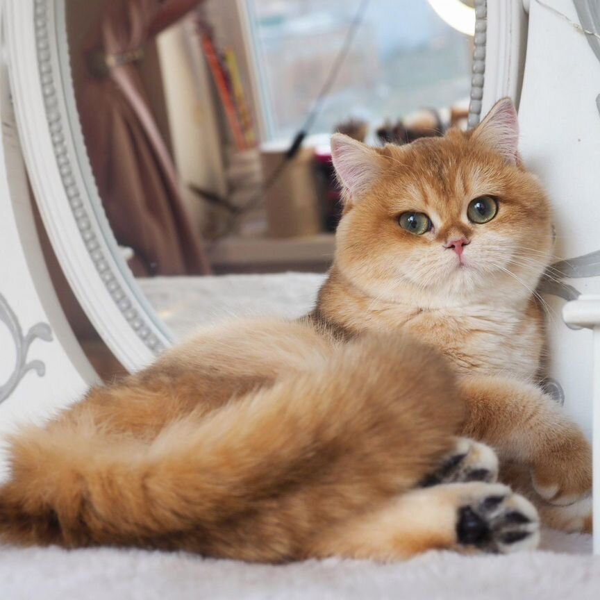 Британская кошечка