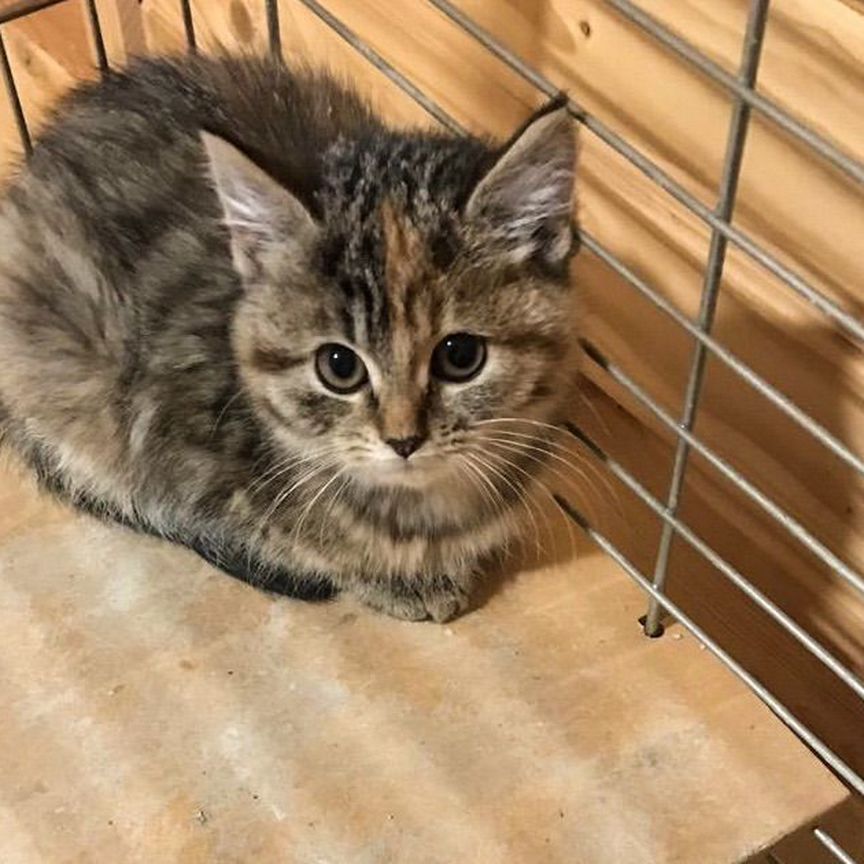 Котенок в добрые руки