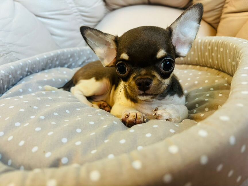 Шоколадный малыш