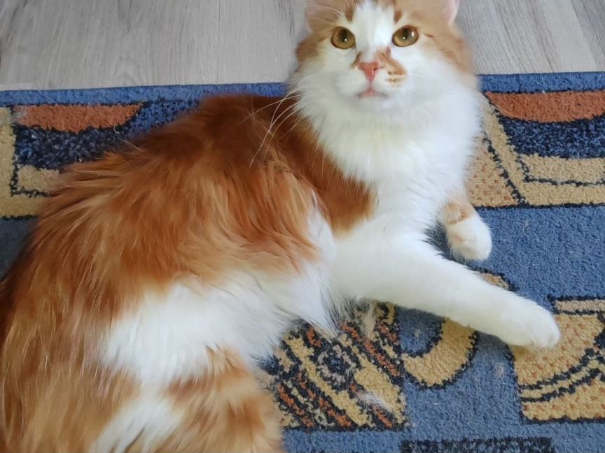 Котик Проша ищет дом