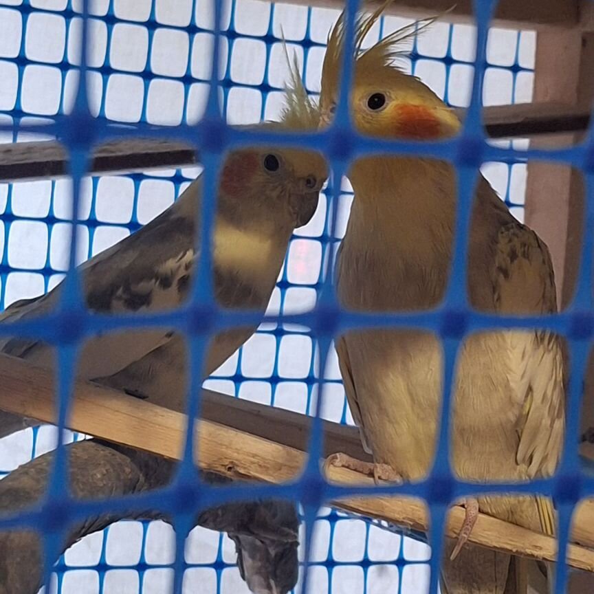 Попугай корелла