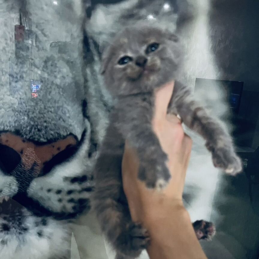 Шотландский вислоухий короткошёрстный котёнок
