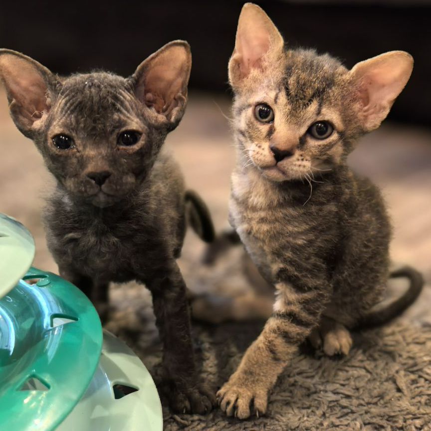 Канадский сфинкс котёнок