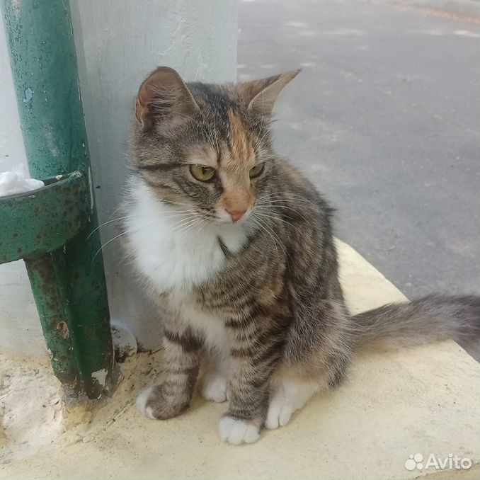 Кошечку подростка 7 мес подбросили к военкомкату