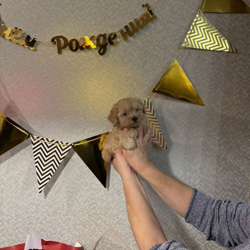 Мальтипу f1 крошечные карапузы в Москве