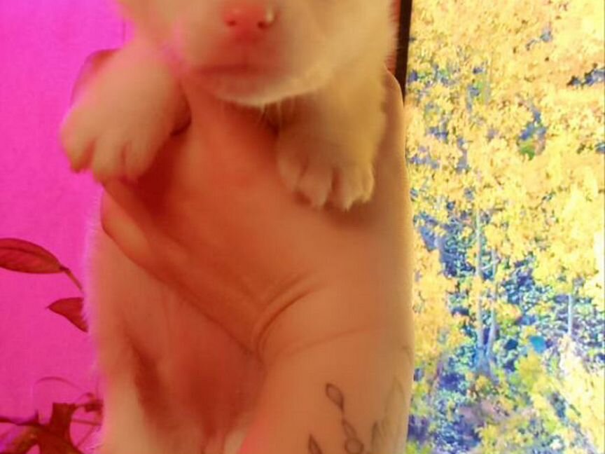 Вельш-корги кардиган