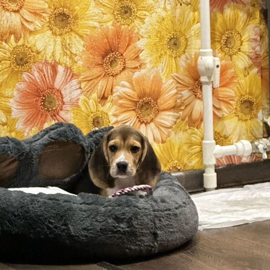 Отдам в добрые руки бигль