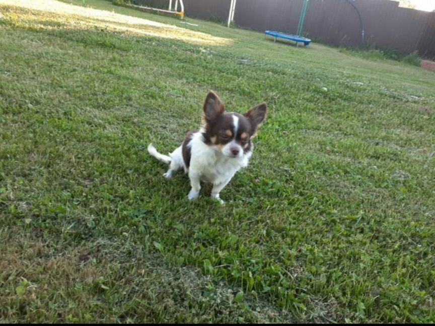 Чихуахуа породистый парень на вязку