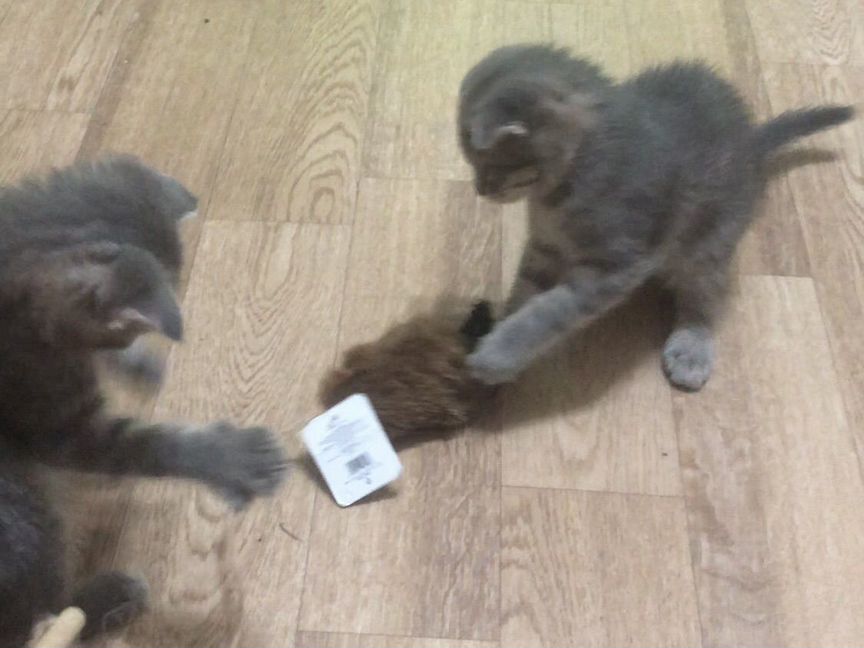 Вислоухие породистые котята