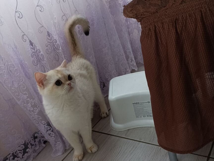 Кошка британка