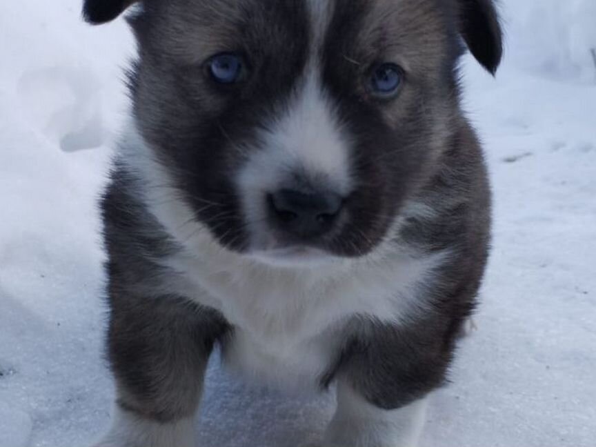 Собака в добрые руки отдам бесплатно