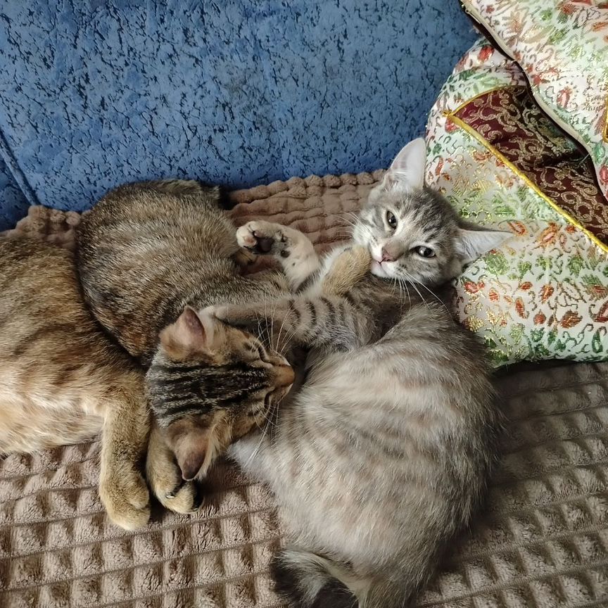 Кошечки