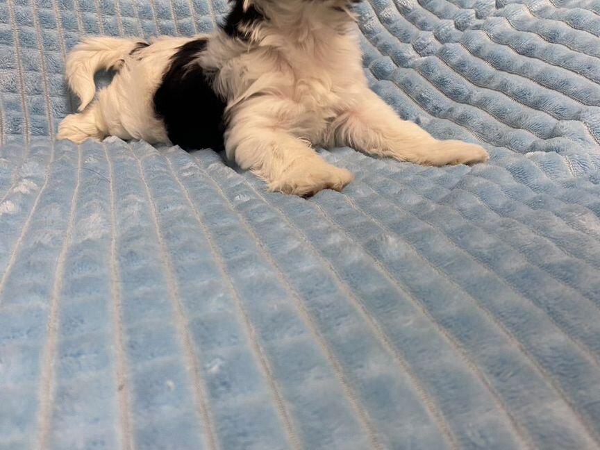 Щенки бивер девочки