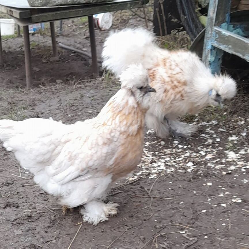 Китайская шёлковая пара