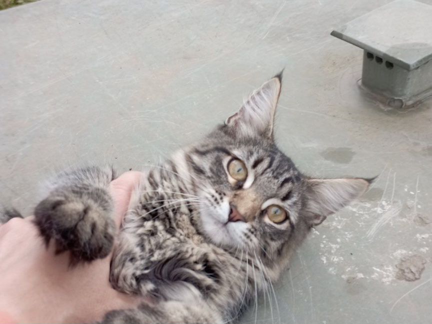 Котята метисы мейн куна 3 мес