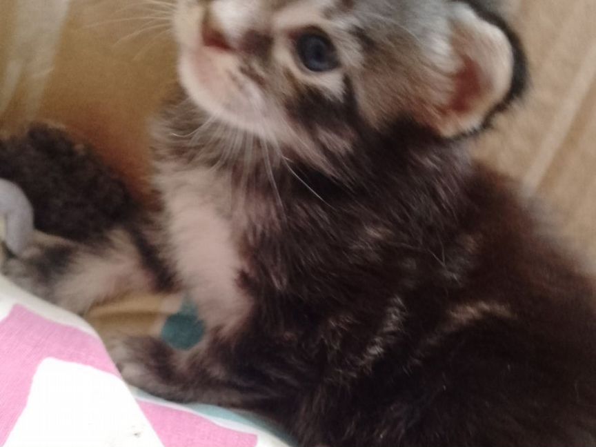 Котятки - мейнкунятки