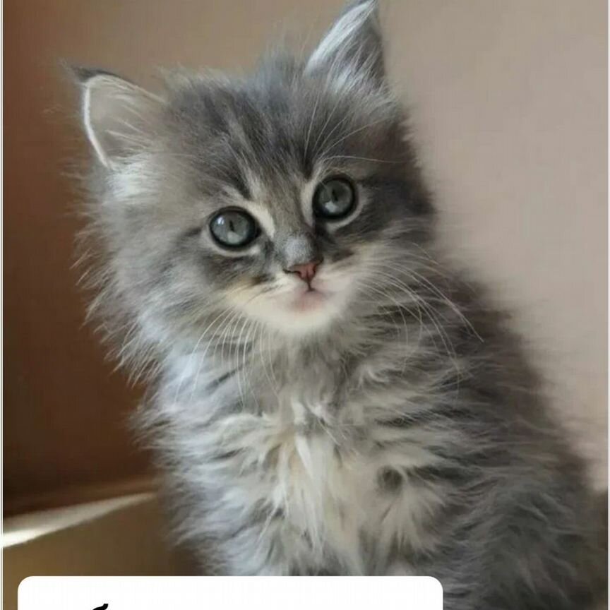 Котёнок в добрые руки