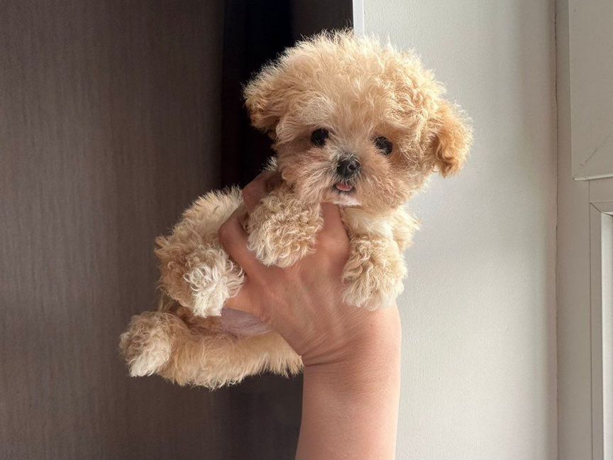 Мальтипу микро importtt ONE IN A million baby