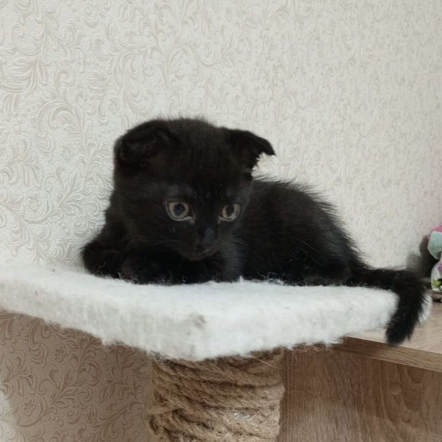 Самый красивый котенок