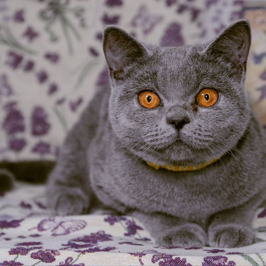 Красотка Дуся в дар