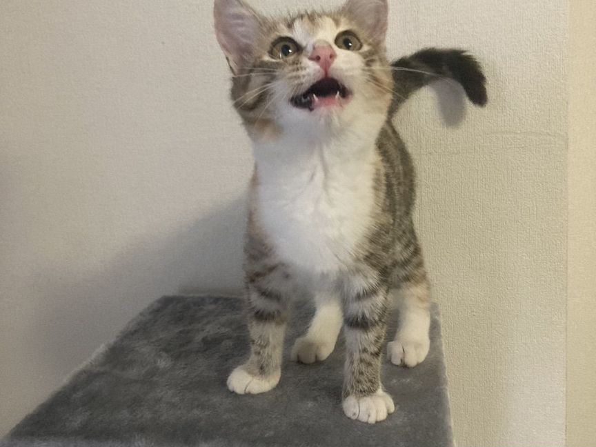 Котенок в добрые руки