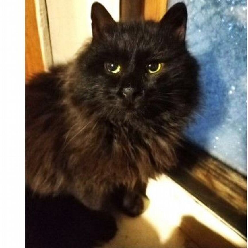 Взрослый кот в добрые руки