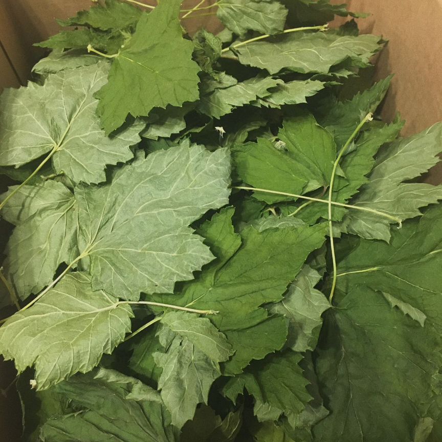 Листья смородины сушеный / пижма / тысячелистник