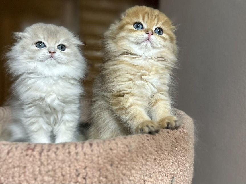 Шотландские вислоухие